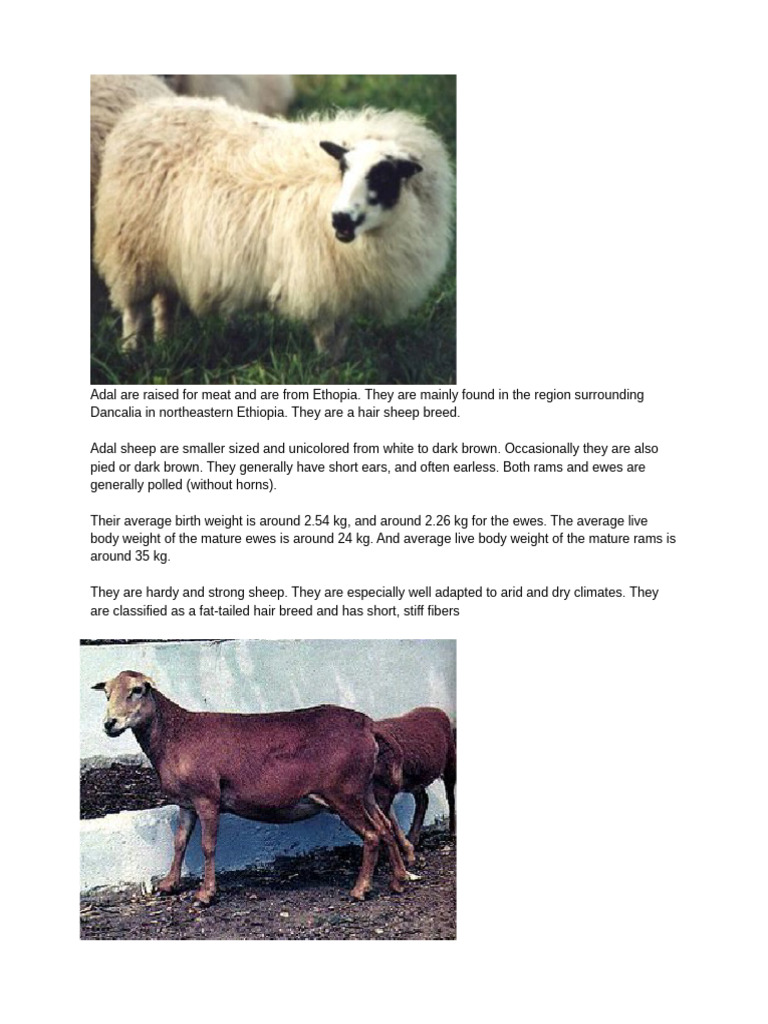 breed of sheep | PDF | Sheep | Wool