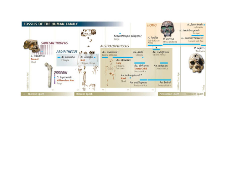 Timeline of Human Like Fossils | PDF