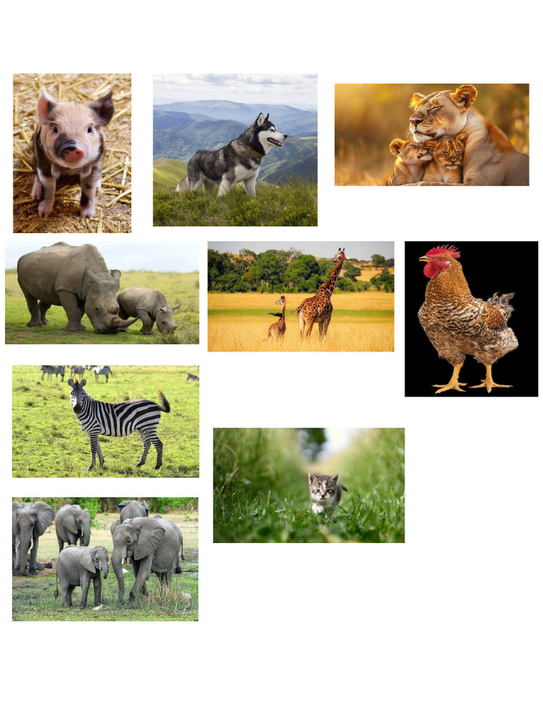 Animales Terrestres | PDF