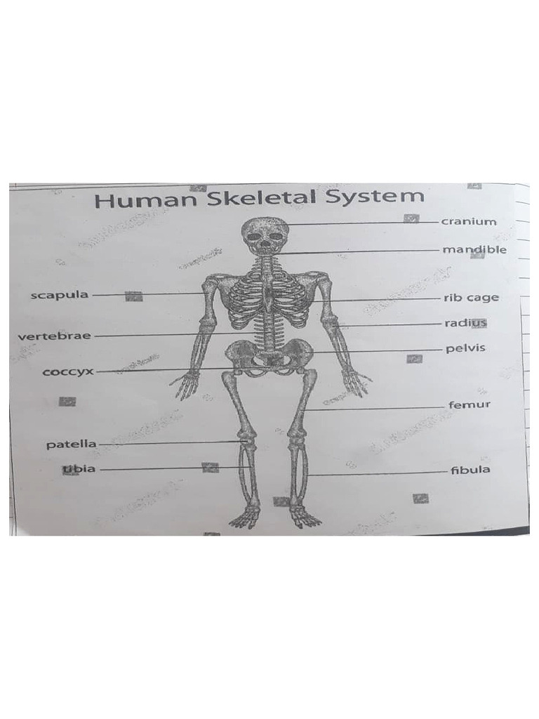 MR Skeleton ? | PDF