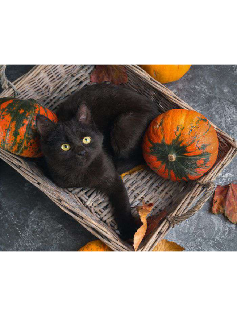 National Black Cat Day - Fun Facts and Ways To Celebrate These Felines ...