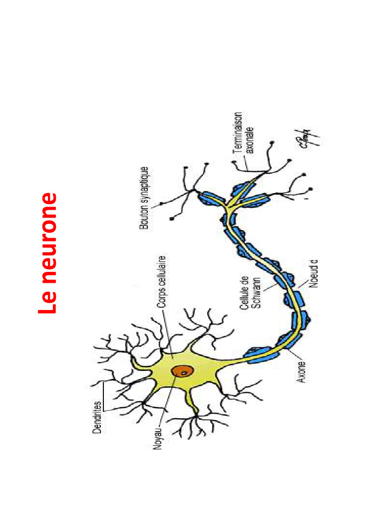Neurone | PDF