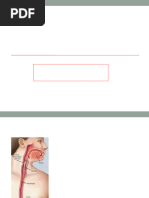 Double-Contrast Upper GI Exam Techniques | PDF | Esophagus | Stomach