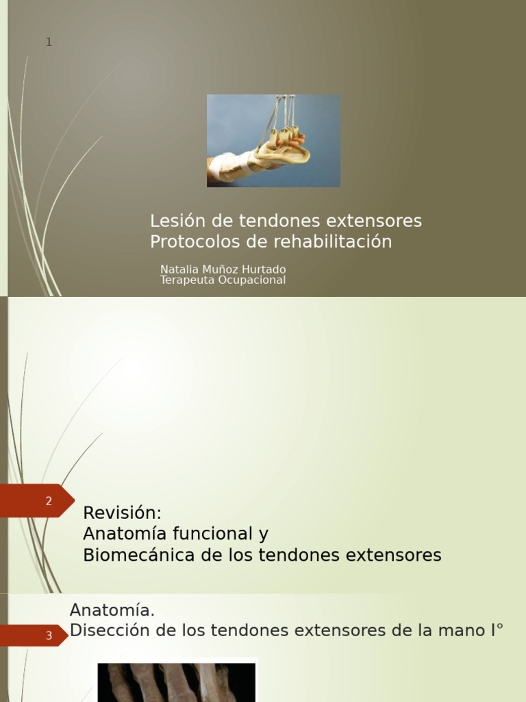 CLASE Lesión Tendones Ext USS 2024 | PDF | Mano | Extremidades (anatomía)
