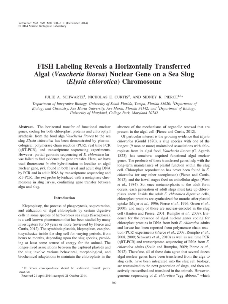 Algal Gene Transfer in Sea Slug Elysia | PDF | Gene | Chloroplast