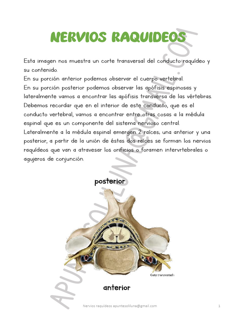 Nervios Raquídeos | PDF | Sistema musculoesquelético | Neuroanatomía