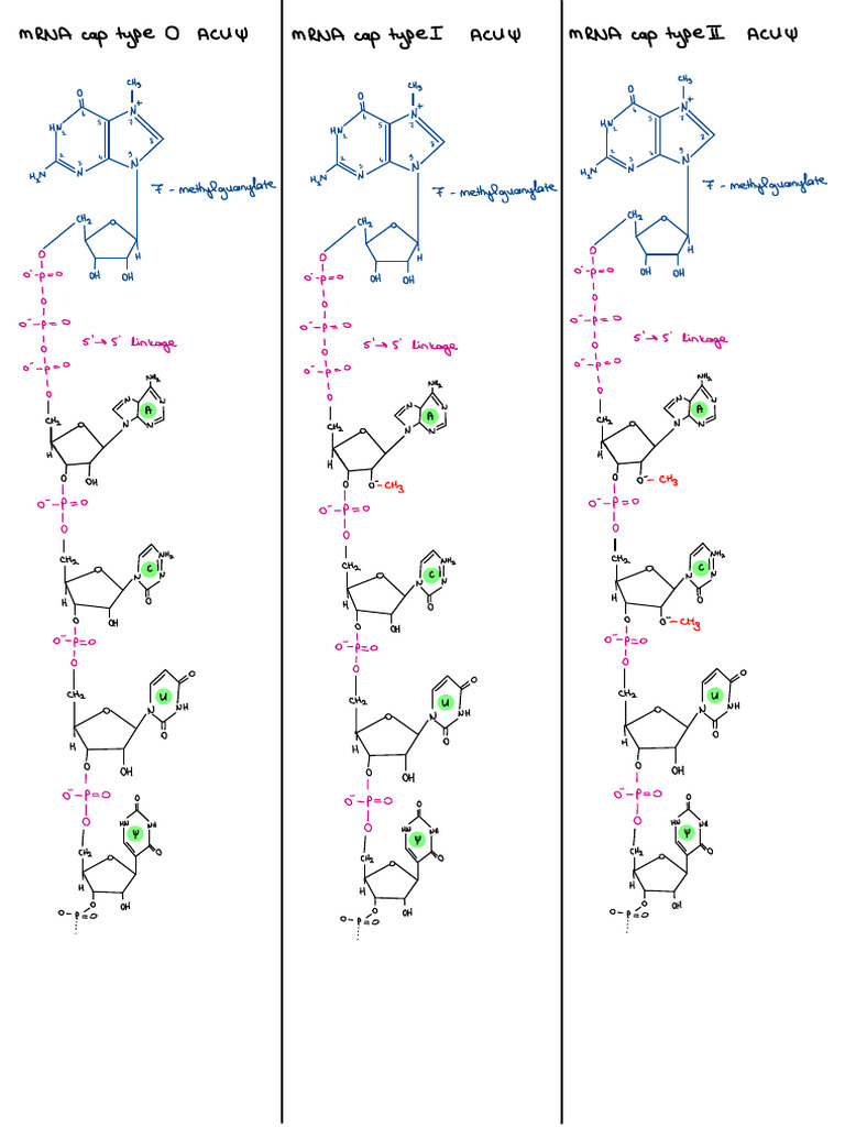 mRNA Cap | PDF