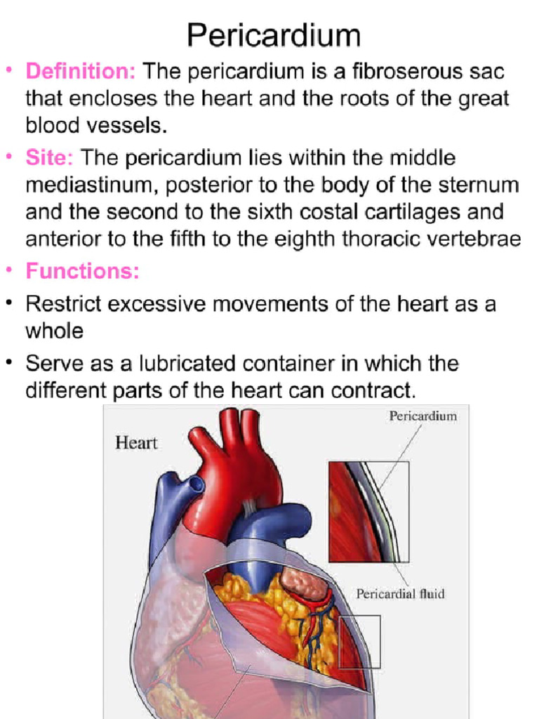 Pericardium | PDF