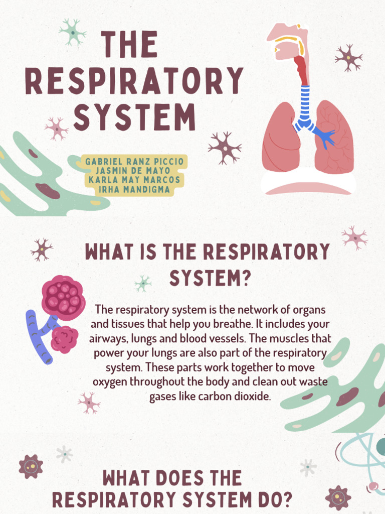 Respiratory System | PDF | Respiratory Tract | Lung