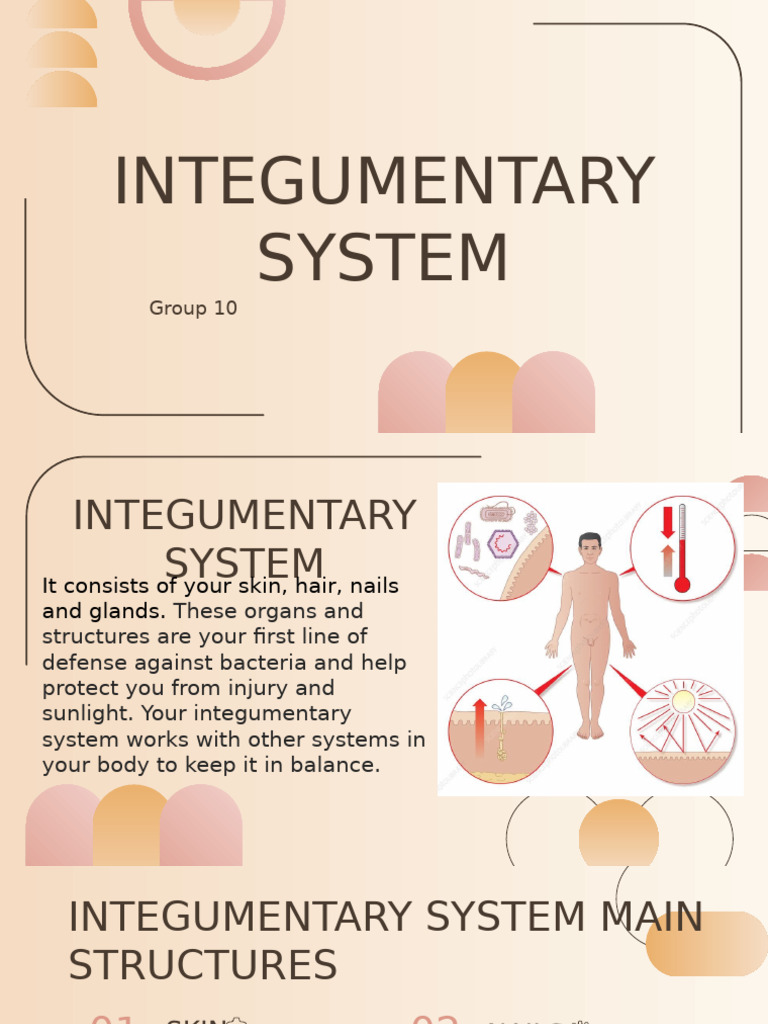 Integumentary System For Medical Students | PDF | Wellness