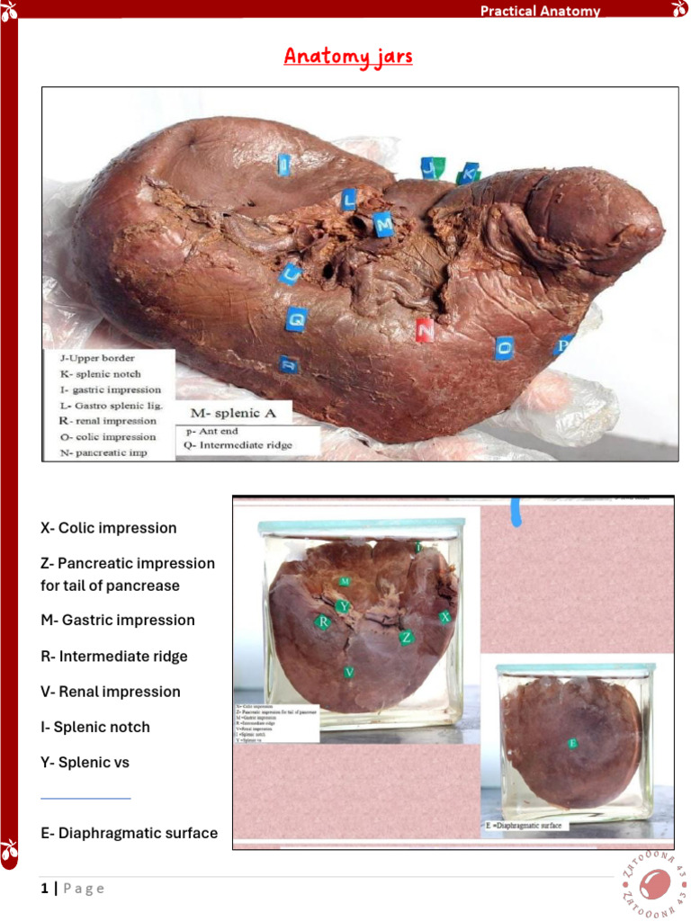 Practical Anatomy - Ibl | PDF | Science & Mathematics