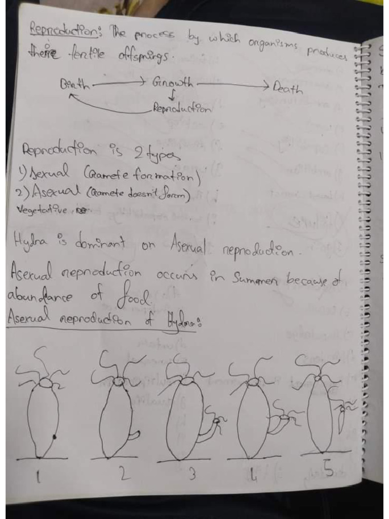 Zoology Hydra Reproduction | PDF