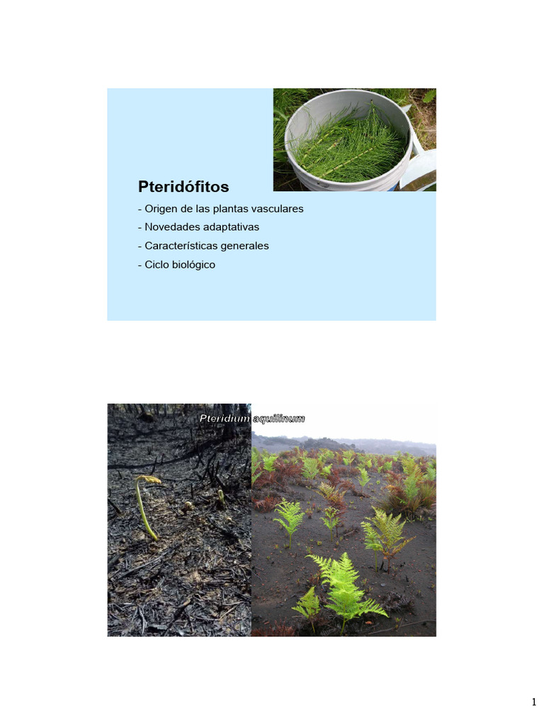 Pteridófitos | PDF | Plantas | Tallo de la planta