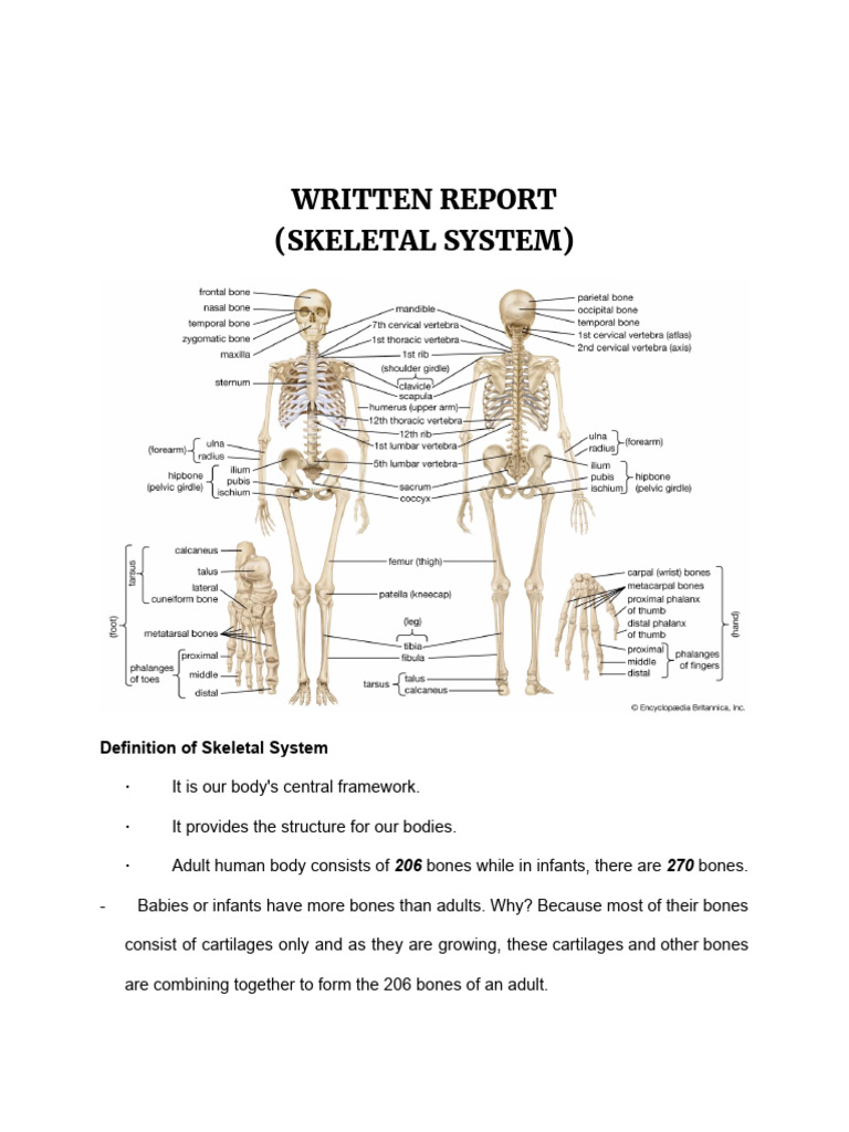 Written Report_ Skeletal System | PDF | Bone | Human Leg