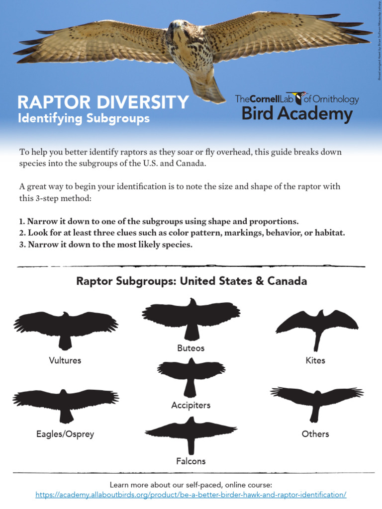 Raptor Diversity Identifying Subgroups Final | PDF | Birds Of Prey | Eagle