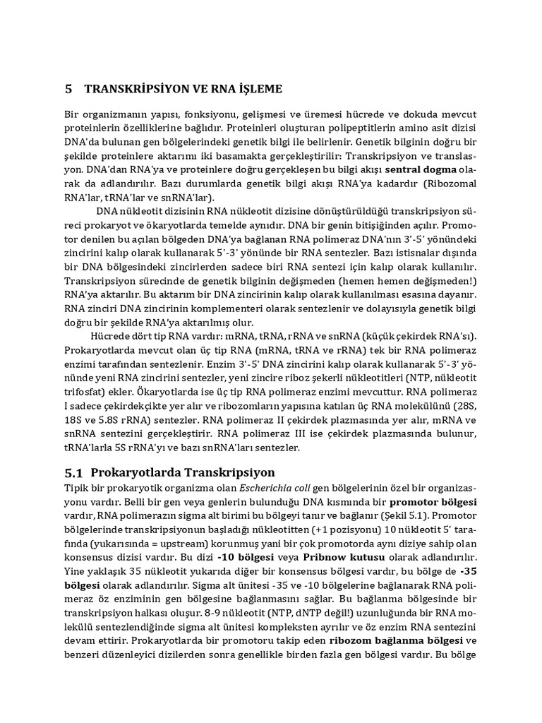 5 Transkripsiyon Ve RNA Işleme | PDF