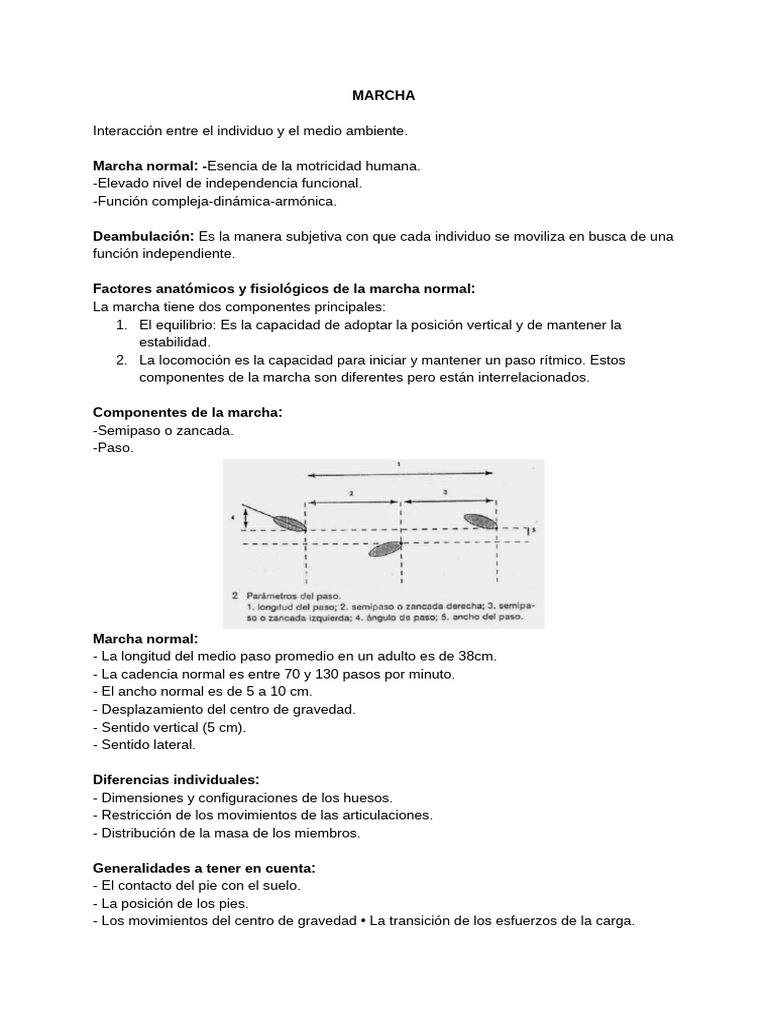 Tipos y Fases de la Marcha Normal | PDF | Pelvis | Tobillo