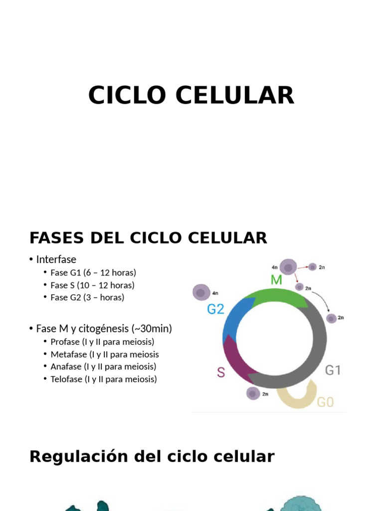 CICLO CELULAR | PDF
