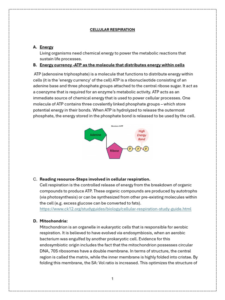 Cellular Respiration - Learning Resource | PDF | Cellular Respiration ...