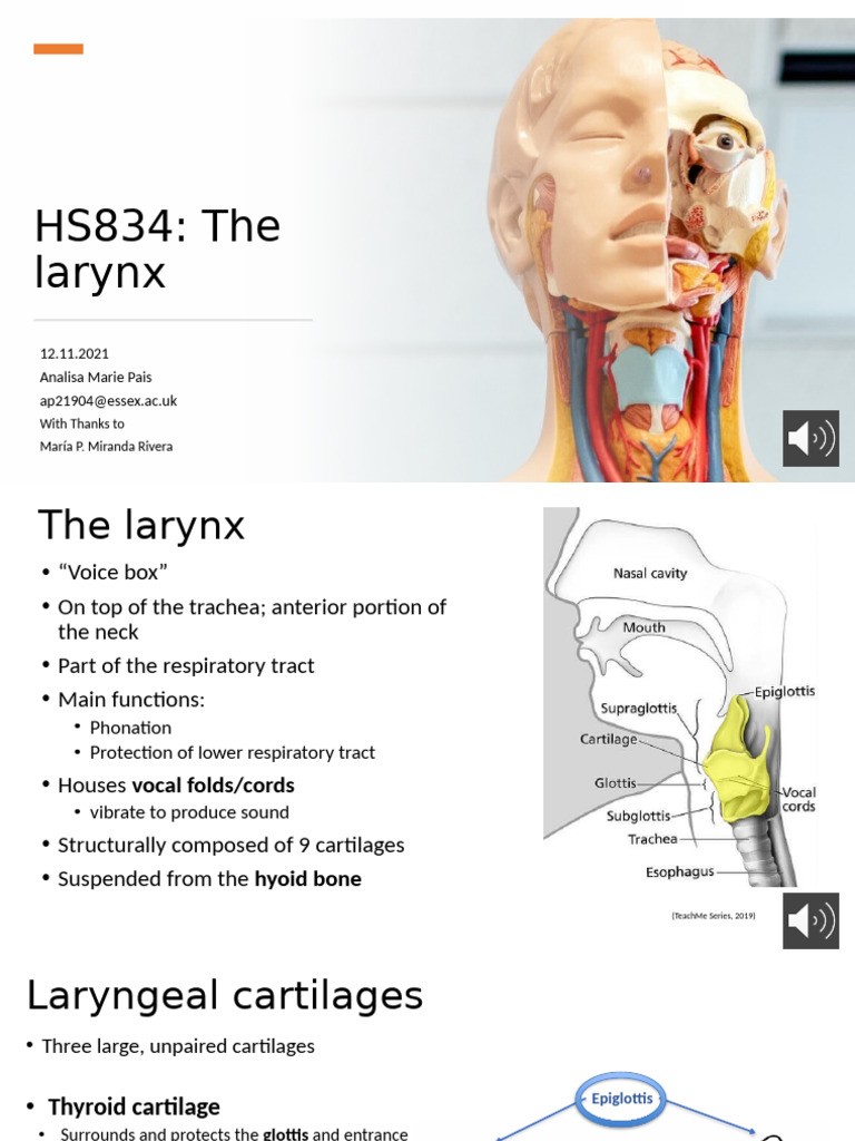 Intro To The Larynx Pdf Larynx Phonetics