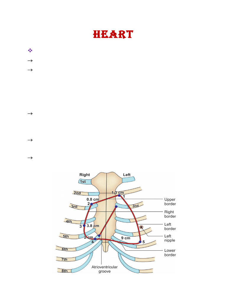 HEART | PDF | Heart | Atrium (Heart)