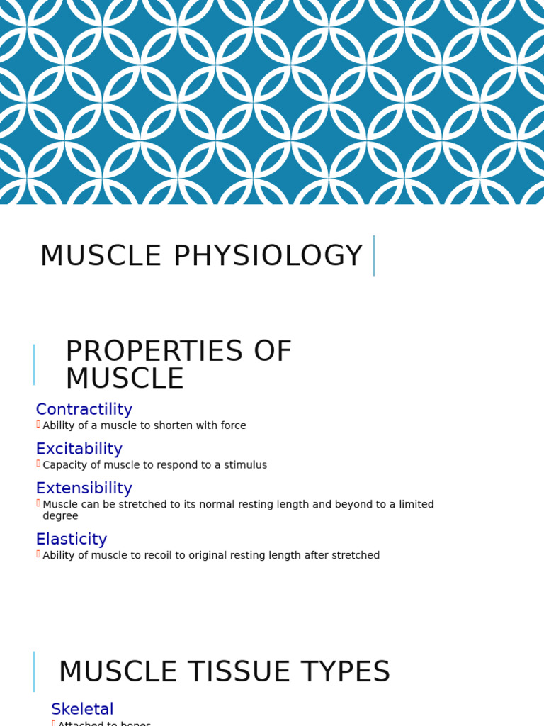 BMS Muscle Physiology | PDF | Muscle Contraction | Muscle