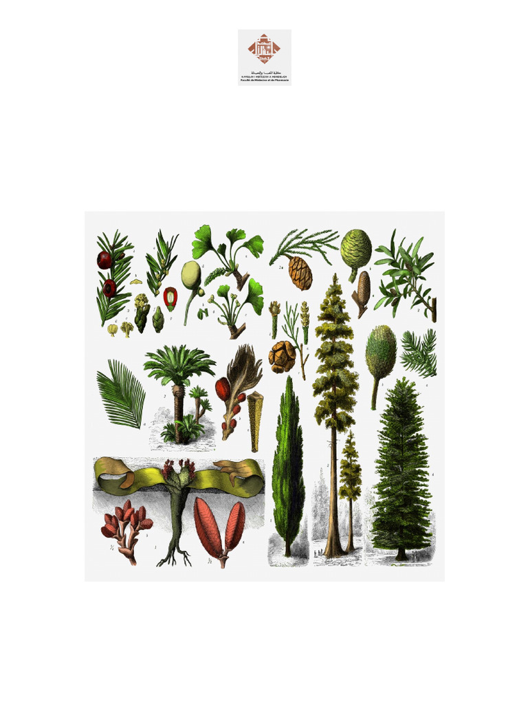 Caractéristiques des Gymnospermes | PDF | Branches de la Botanique ...