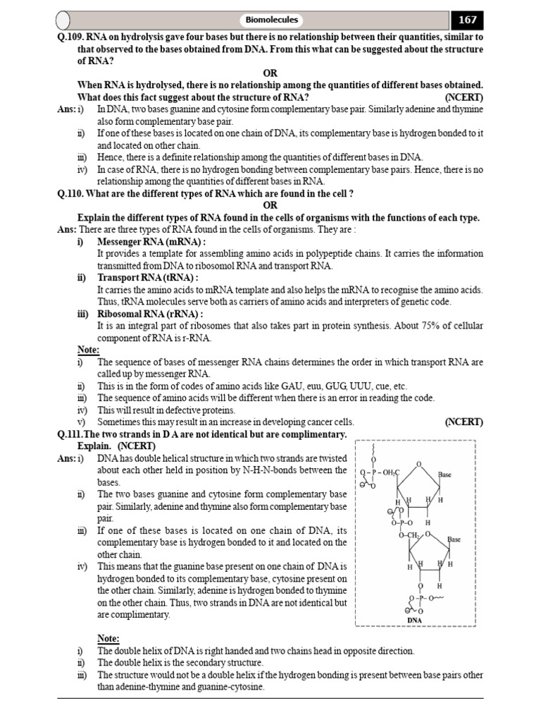 14.Biomolecules - C | PDF | Rna | Dna