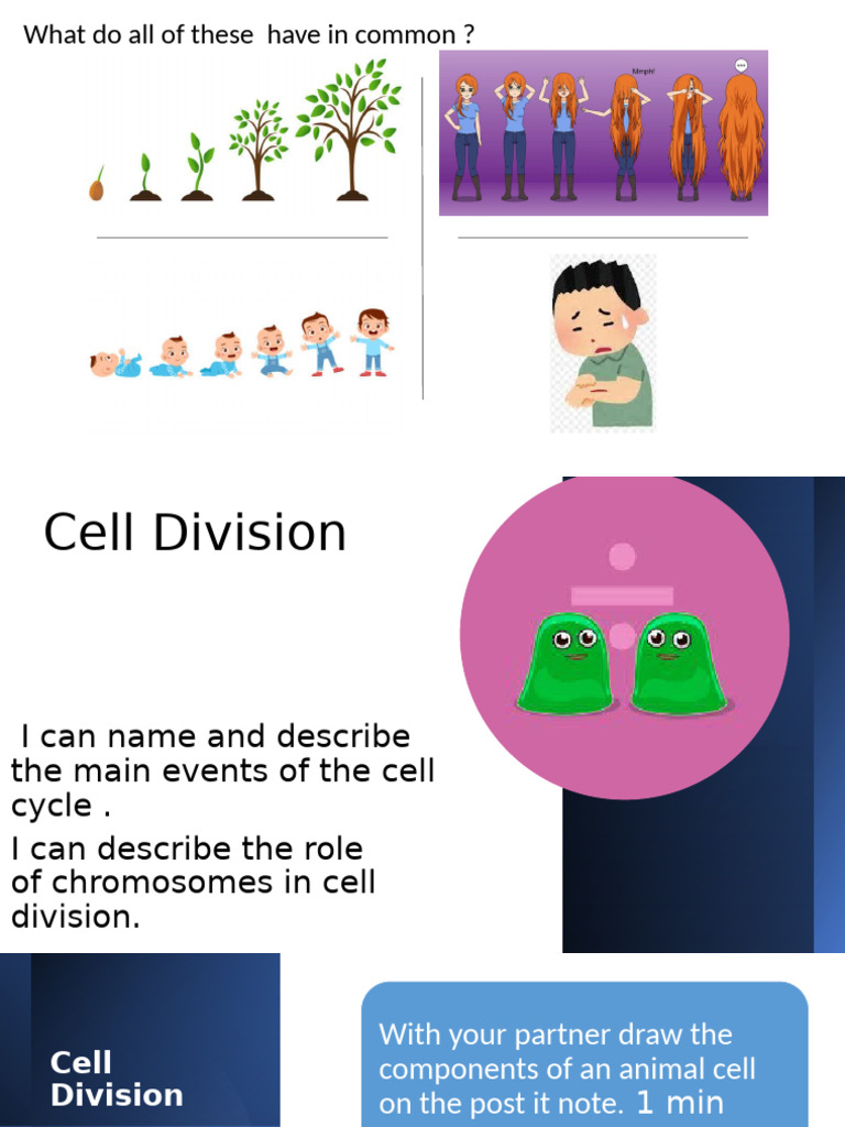 Biology Cell Division | PDF