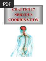 Human Body Coordination Systems | PDF | Synapse | Chemical Synapse