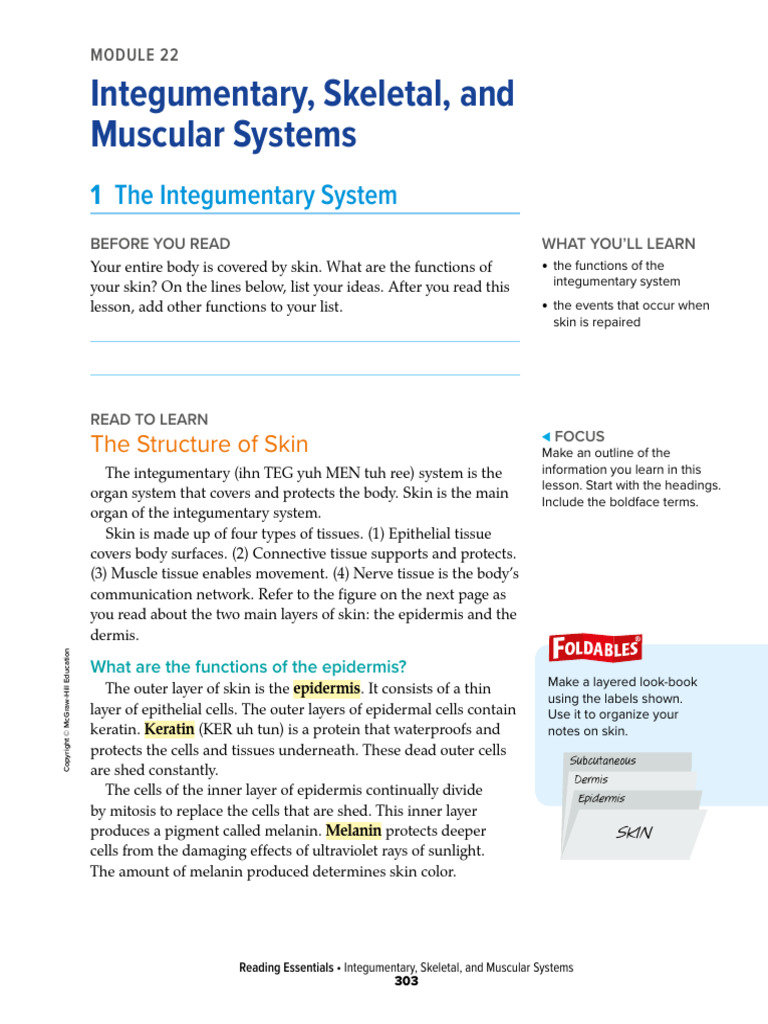 Reading Essentials Integumentary System | PDF | Skin | Skeletal Muscle