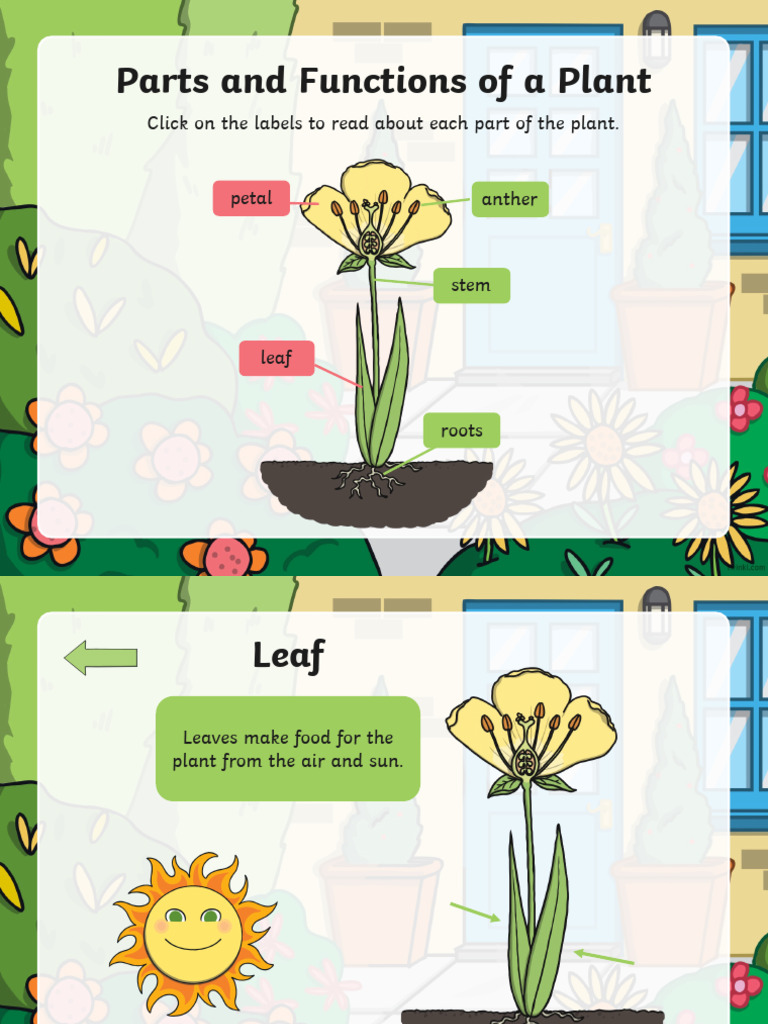 Parts and Functions of Plant | PDF