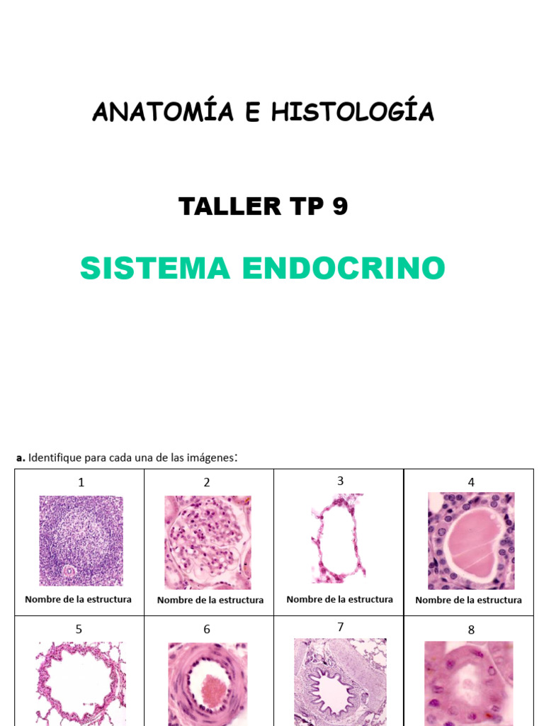 Taller TP9 ENDOCRINO 2023-1 | PDF | Glándula suprarrenal | Sistema endocrino