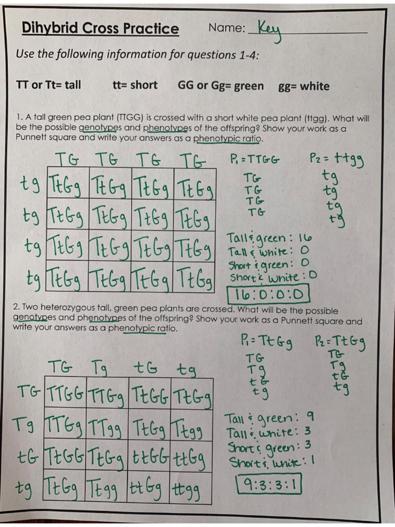 Dihybrid Cross Practice Problems | PDF