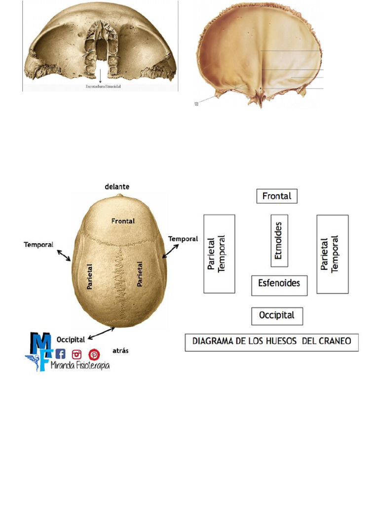 El Cráneo D | PDF | Cráneo | Cabeza y cuello humanos