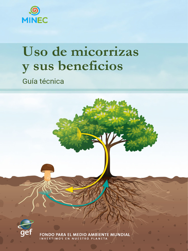 Micorrizas y Sus Beneficios | PDF | Hongo | Plantas