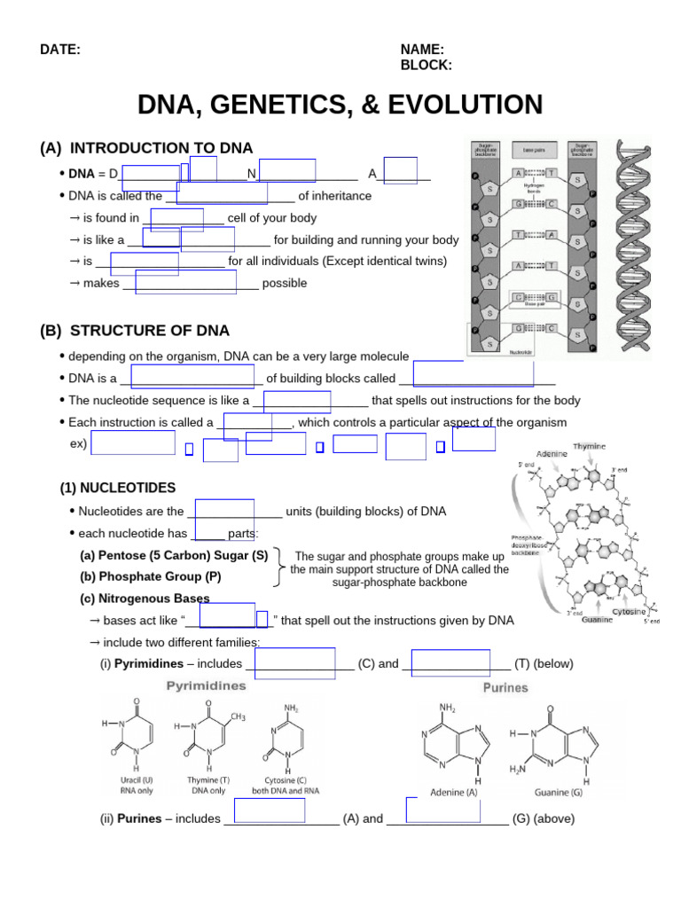 DNA Notes - Key | PDF | Dna | Nucleotides
