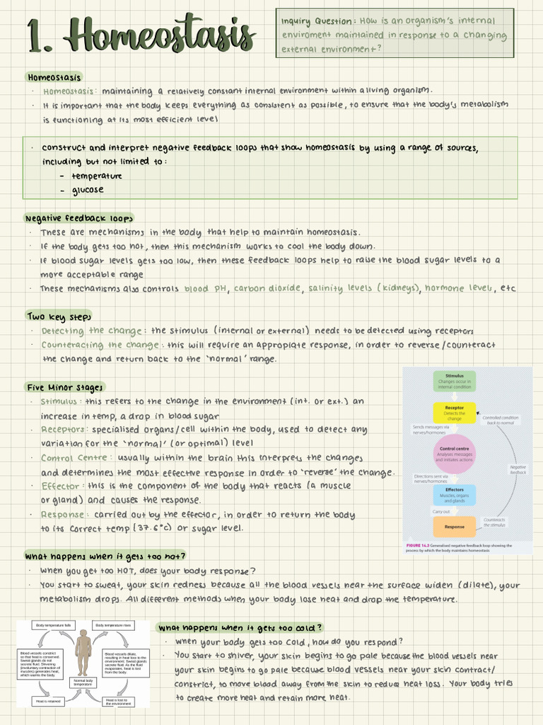 Diseases and Homeostasis | PDF | Homeostasis | Nerve