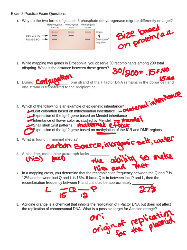 Genetics Exam 2 Practice Questions | PDF | Heredity | Dominance (Genetics)