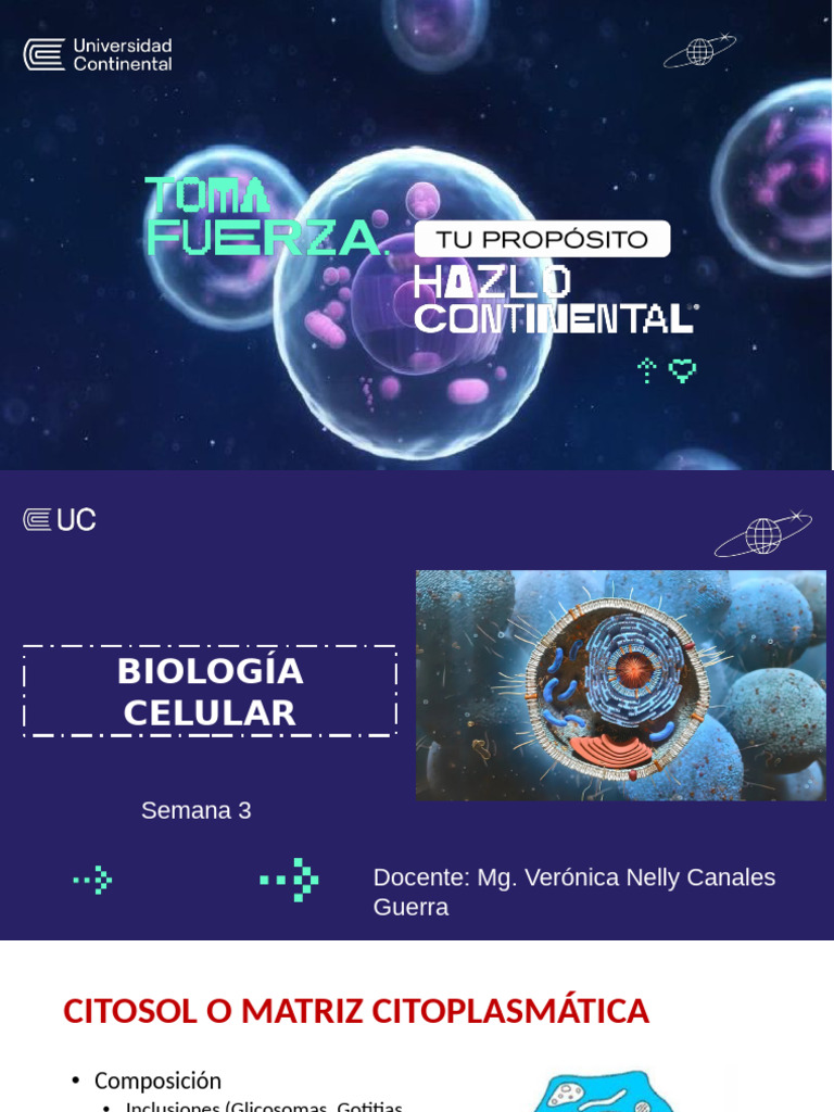 PPT SEM 3- MATRIZ CITOPLASMÁTICA | PDF | Microtúbulos | Actina