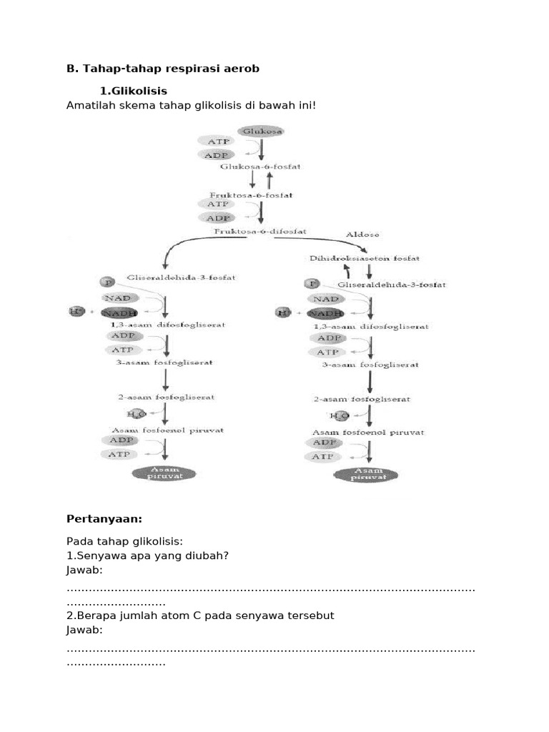 A. Tahap Respirasi Aerob | PDF