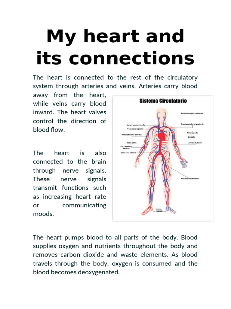 My heart and its connections - SCIENCE | PDF