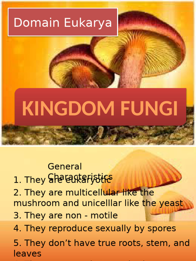 Fungi Kingdom: Characteristics & Classification | PDF | Fungus ...