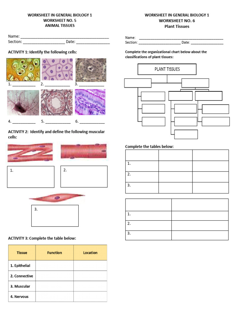 5-6 Animal and Plant Tissues | PDF | Tissue (Biology) | Branches Of Botany