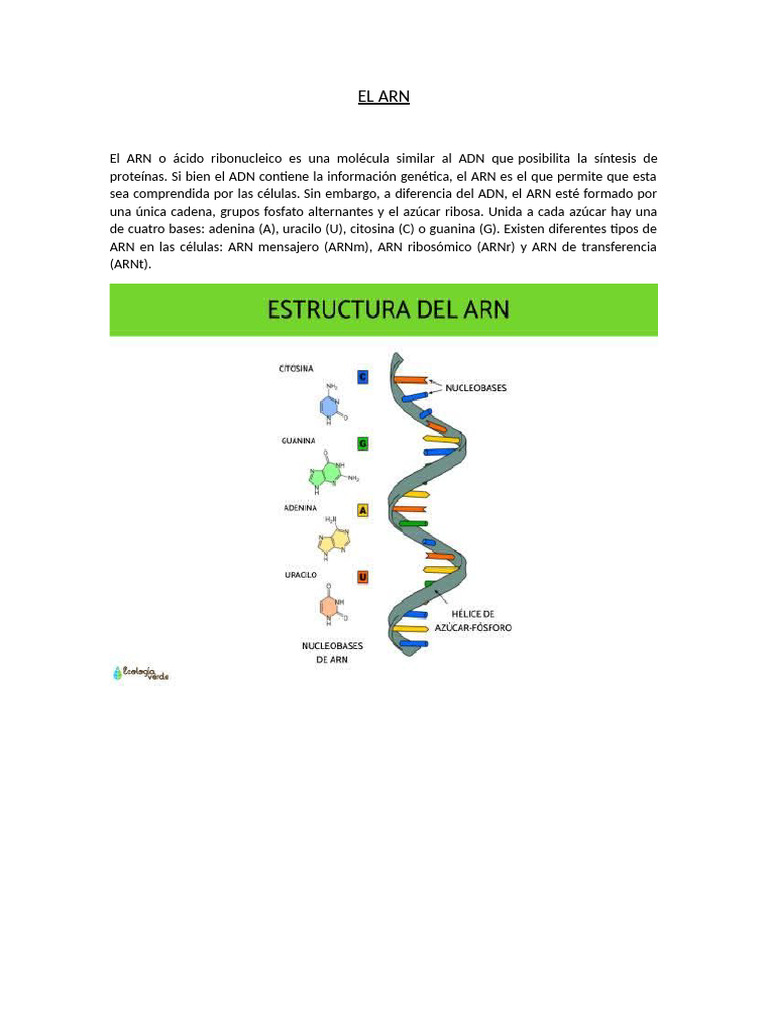 El Arn | PDF