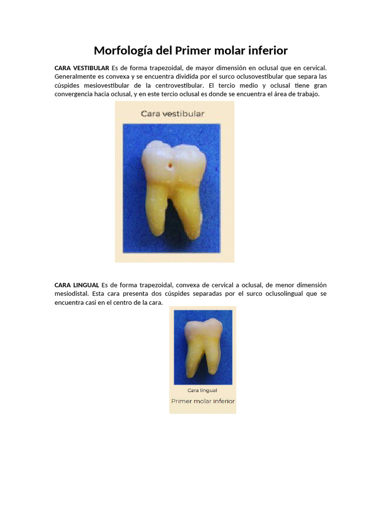 Morfología Del Primer Molar Inferior | PDF