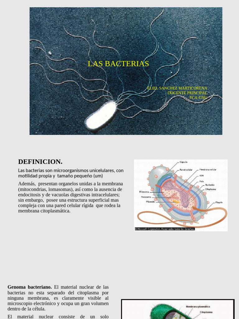 Clase 9. Bacterias-1 | PDF | Las bacterias | Biología Celular)