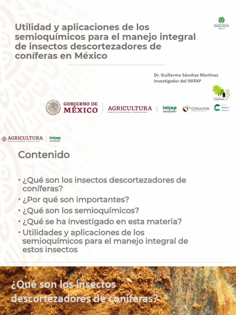 Presentaci N Webinar Descortezadores Compressed 1 | PDF | Los bosques | Insectos