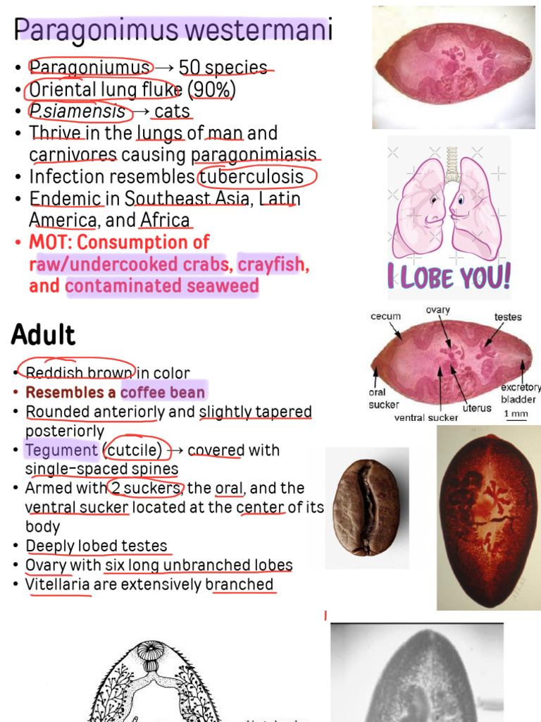 Paragonimiasis: Lung Fluke Overview | PDF | Medical Specialties ...