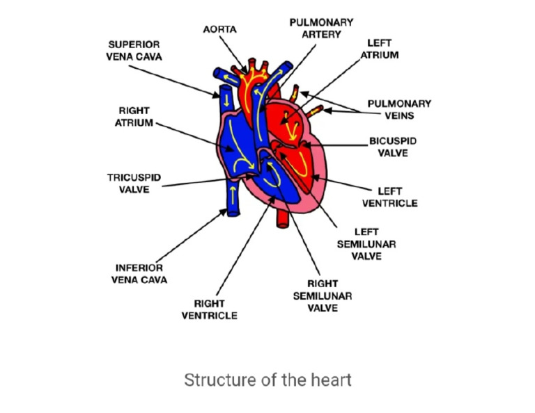 Structure of The Heart | PDF